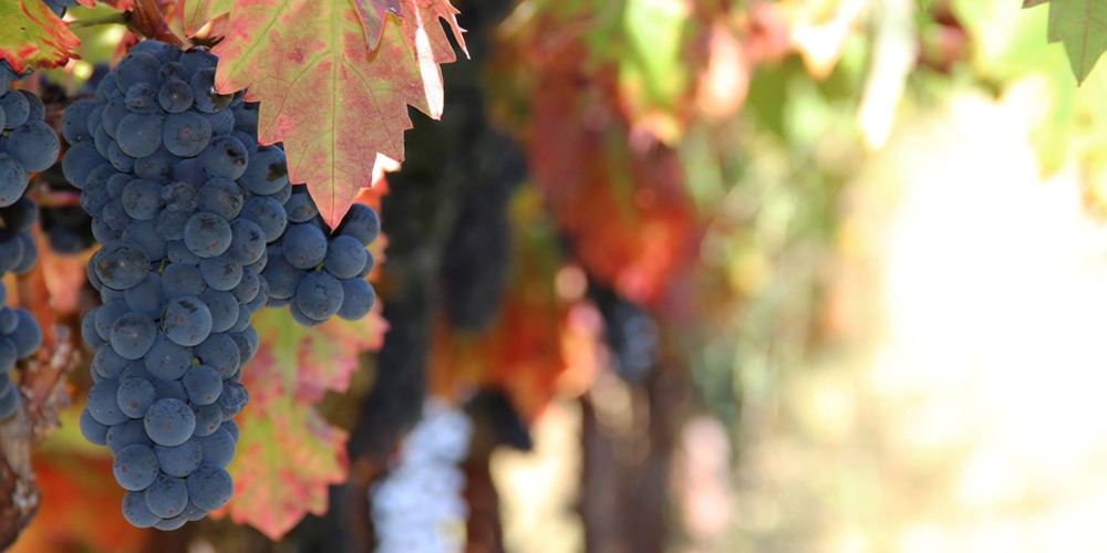 Contact Us - Fogline Vineyards